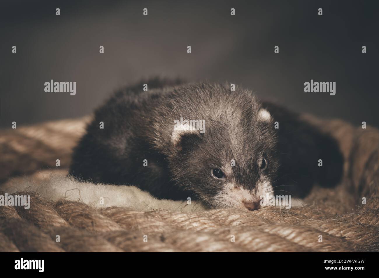 Dark sable five weeks old ferret baby posing for portrait on hemp rope ...