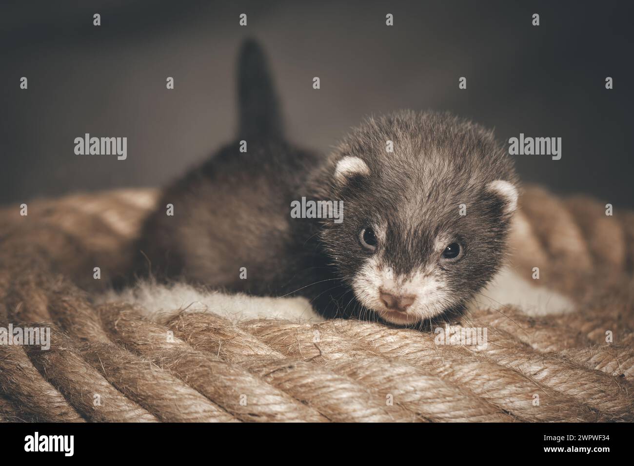 Dark sable five weeks old ferret baby posing for portrait on hemp rope ...