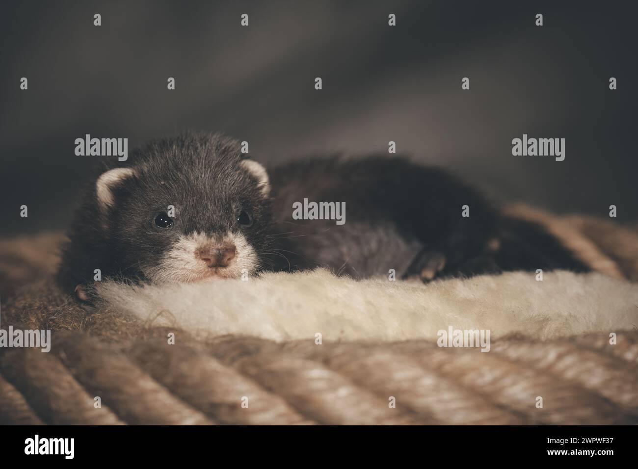 Dark sable five weeks old ferret baby posing for portrait on hemp rope ...
