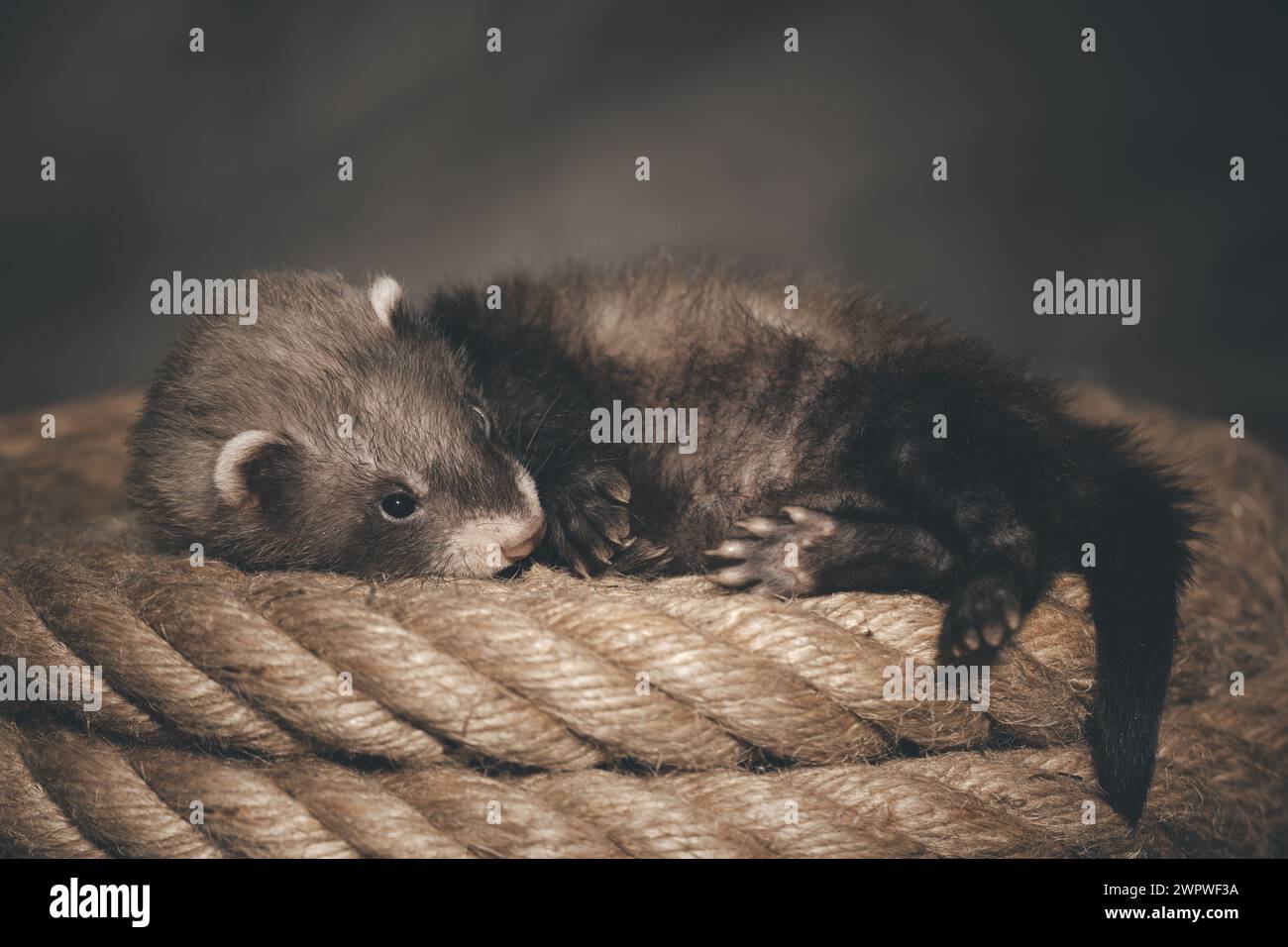 Dark sable five weeks old ferret baby posing for portrait on hemp rope ...