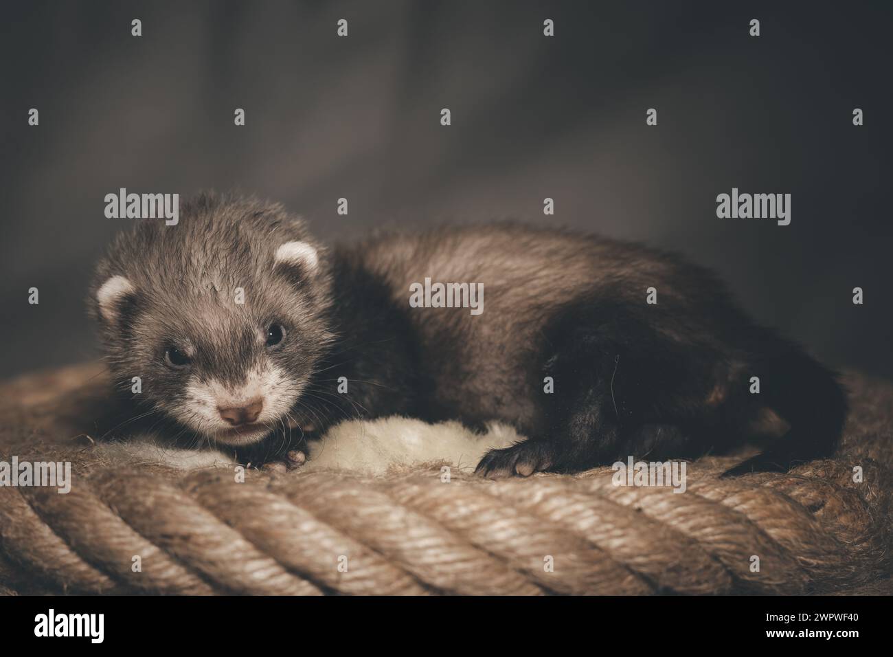 Dark sable five weeks old ferret baby posing for portrait on hemp rope ...
