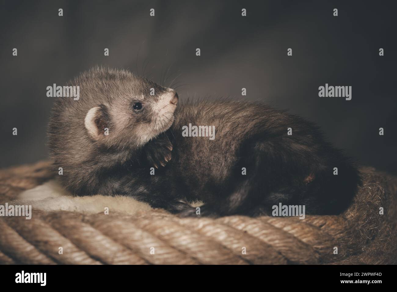 Dark sable five weeks old ferret baby posing for portrait on hemp rope ...