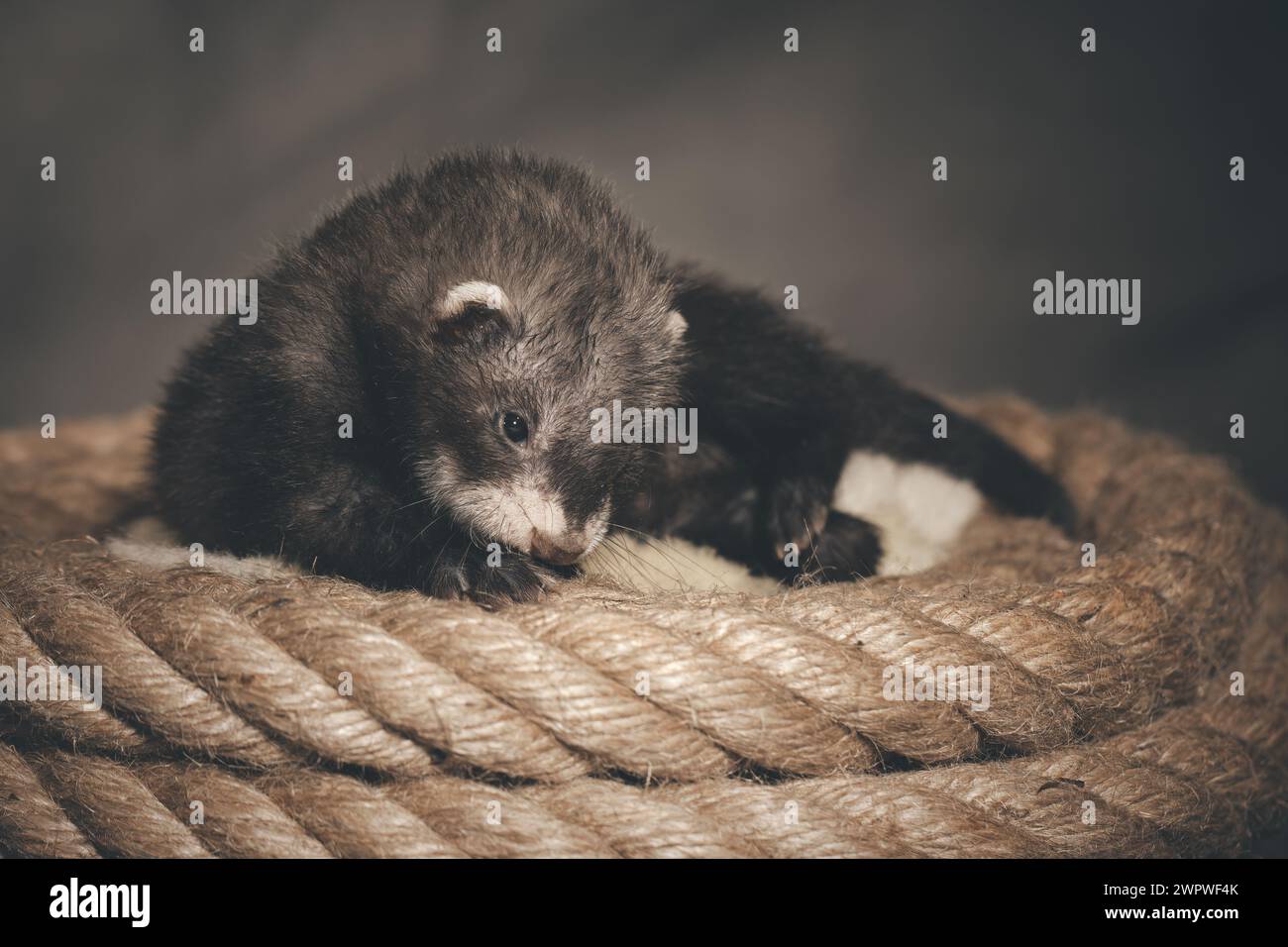 Dark sable five weeks old ferret baby posing for portrait on hemp rope ...