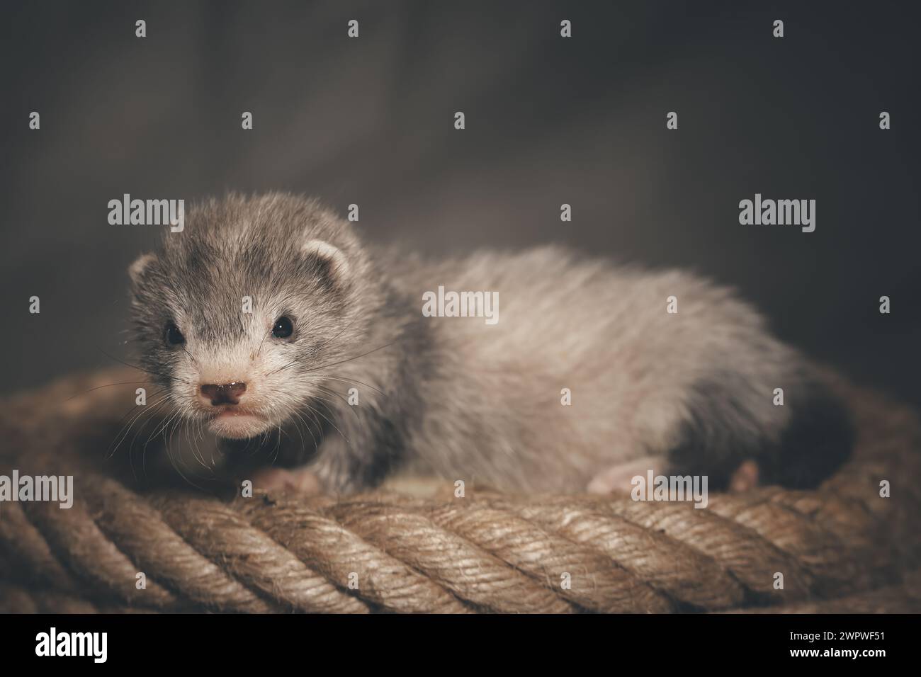 Silver grey five weeks old ferret baby posing for portrait on hemp rope ...