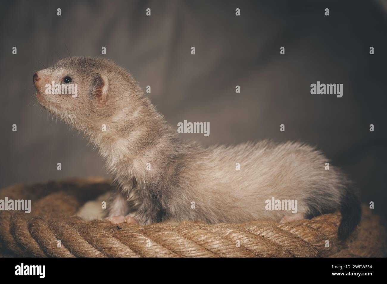 Silver grey five weeks old ferret baby posing for portrait on hemp rope ...