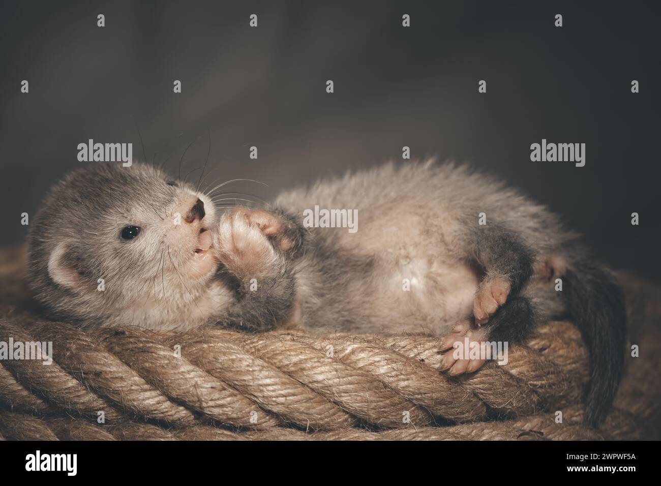 Silver grey five weeks old ferret baby posing for portrait on hemp rope ...