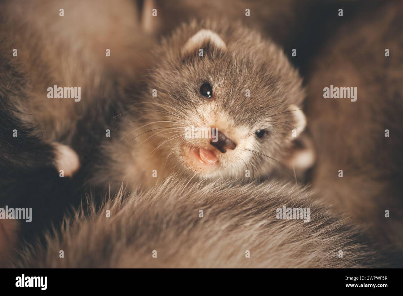 Group of five weeks old ferret babies in studio - detail Stock Photo ...