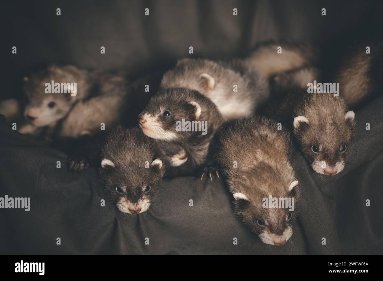 Group of five weeks old ferret babies in studio - detail Stock Photo ...