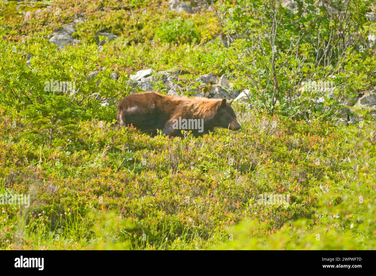 cinnamon Black Bear Ursus americanus along the trail Copper Ridge North ...