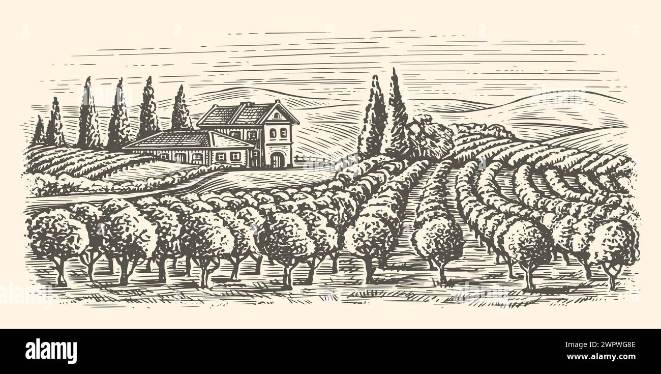 Rows of vineyard grape plants and winery farmhouse. Hand drawn landscape vine plantation sketch ...