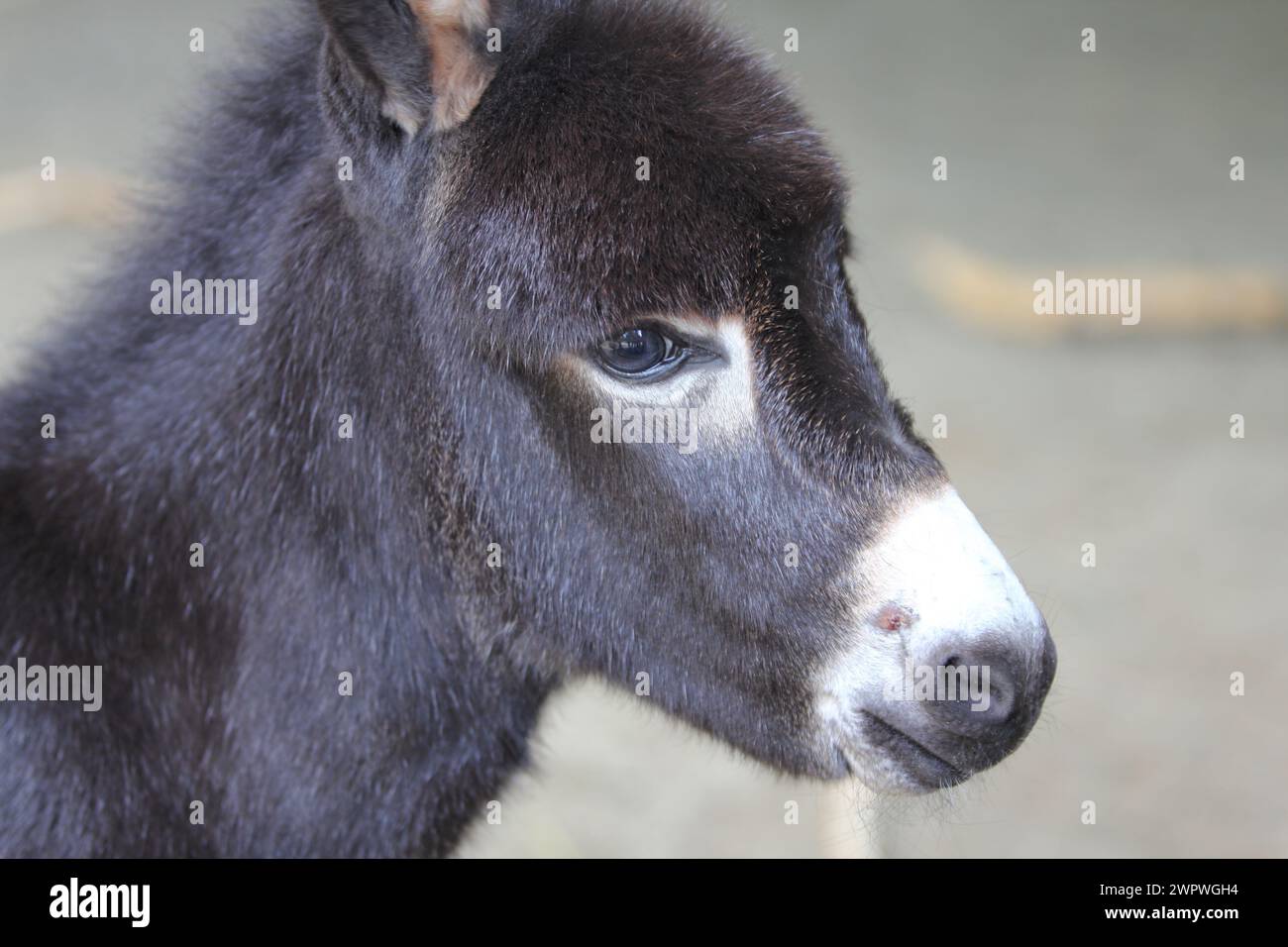 The donkey or ass (Equus africanus asinus) is a domesticated member of ...