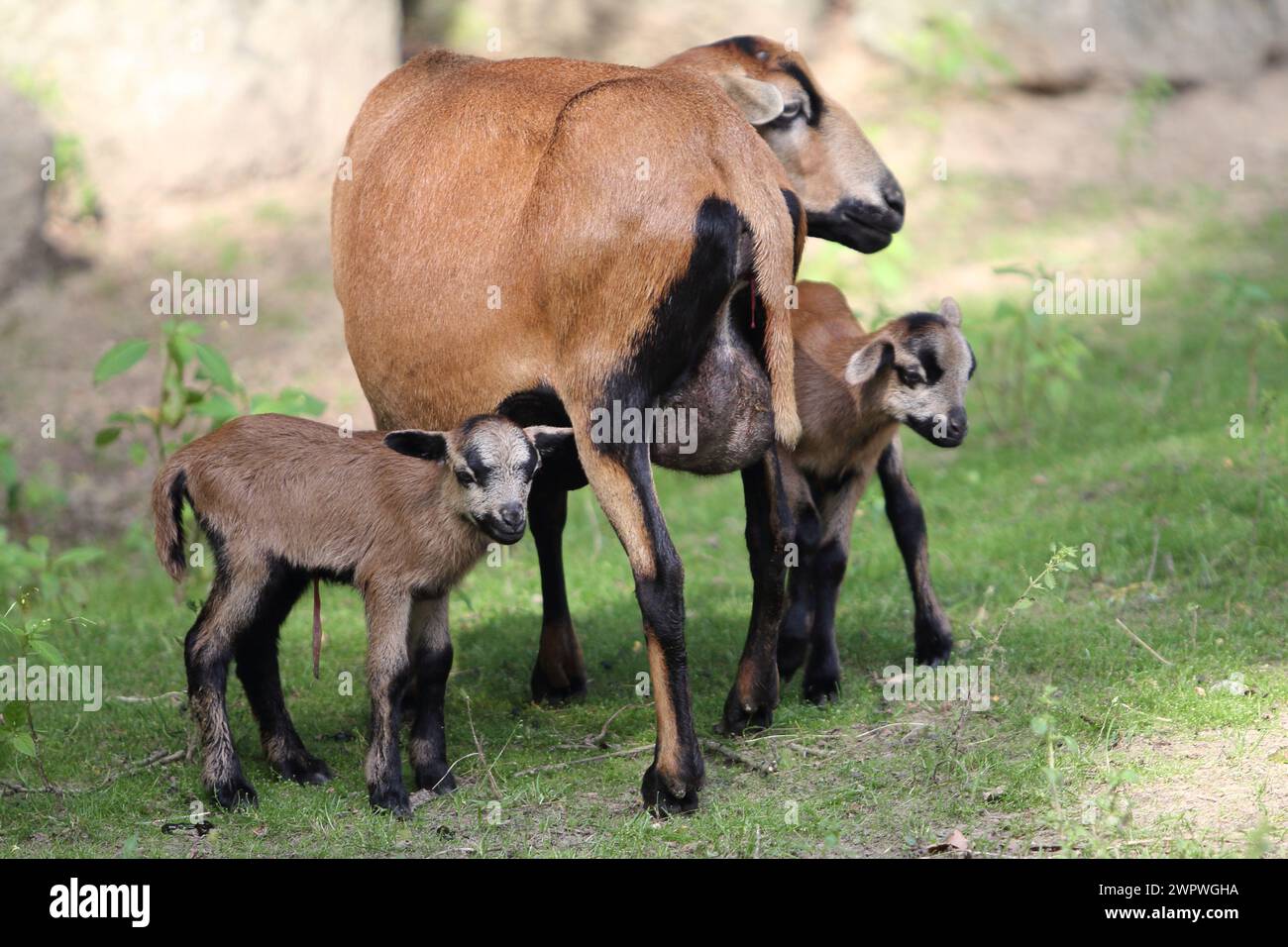 The Cameroon dwarf blackbelly sheep is a domesticated breed of sheep ...