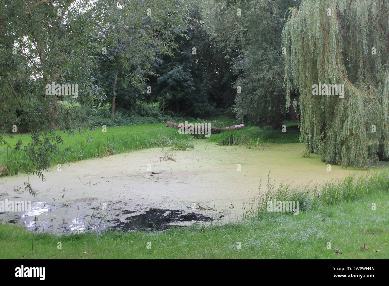 A small, tree-lined pond, trees in background Stock Photo - Alamy