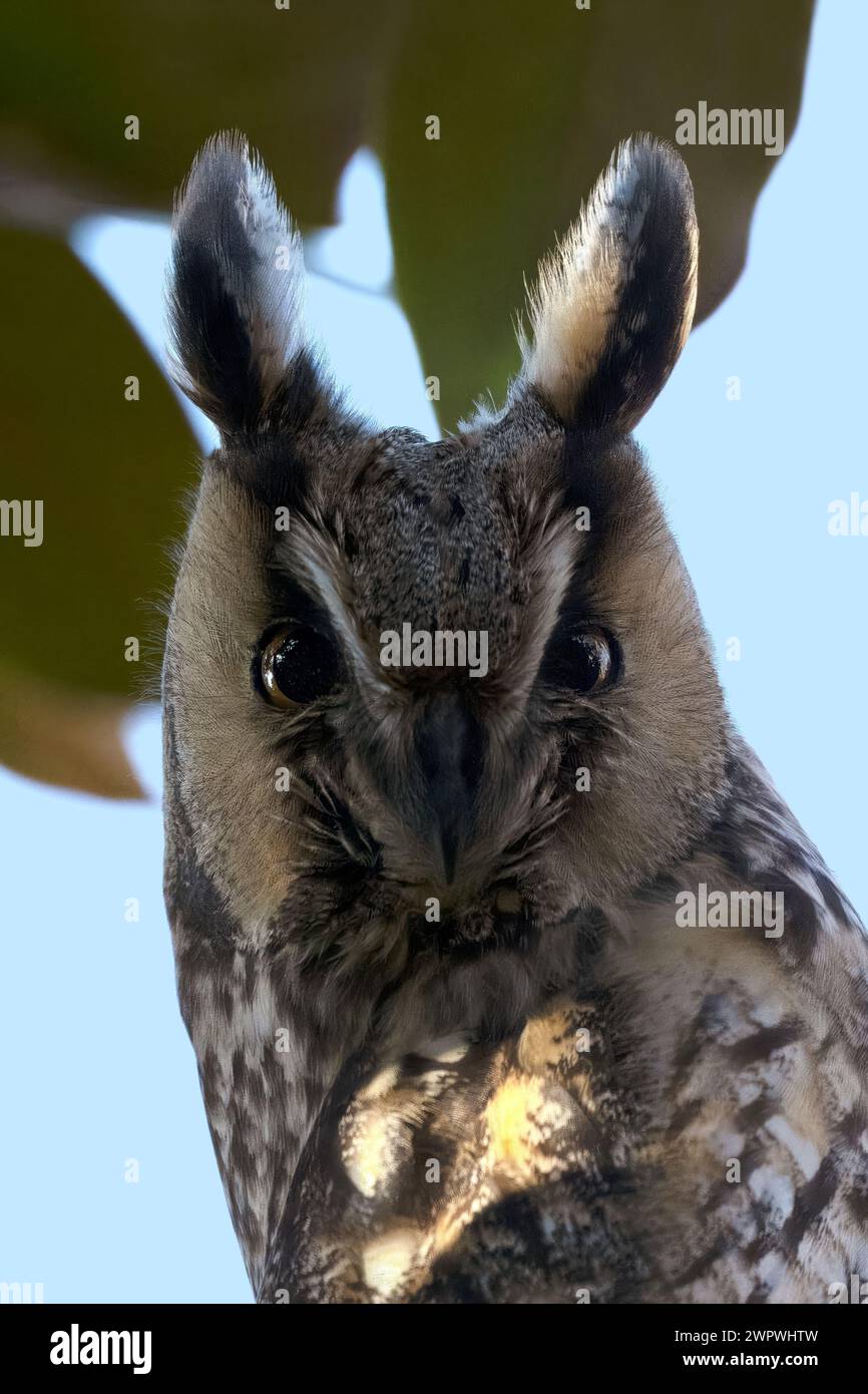 European long eared owl hi-res stock photography and images - Alamy