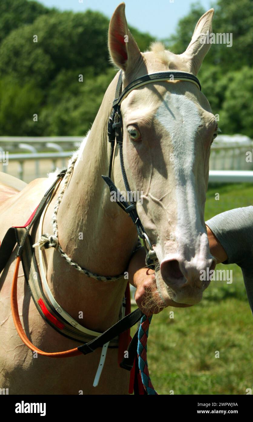 Portrait of a akhal-teke horse before the race Stock Photo - Alamy