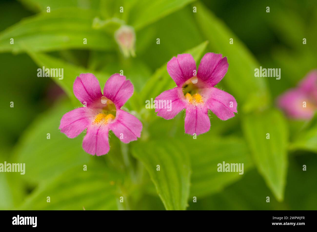 Lewis' Monkeyflower Mimulus lewisii wildflowers blooming along a hiking ...