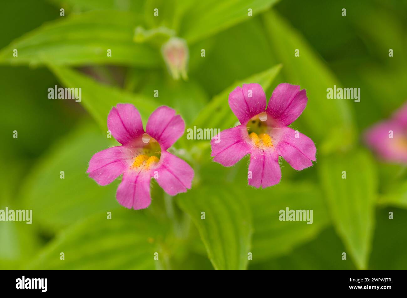 Lewis' Monkeyflower Mimulus lewisii wildflowers blooming along a hiking ...