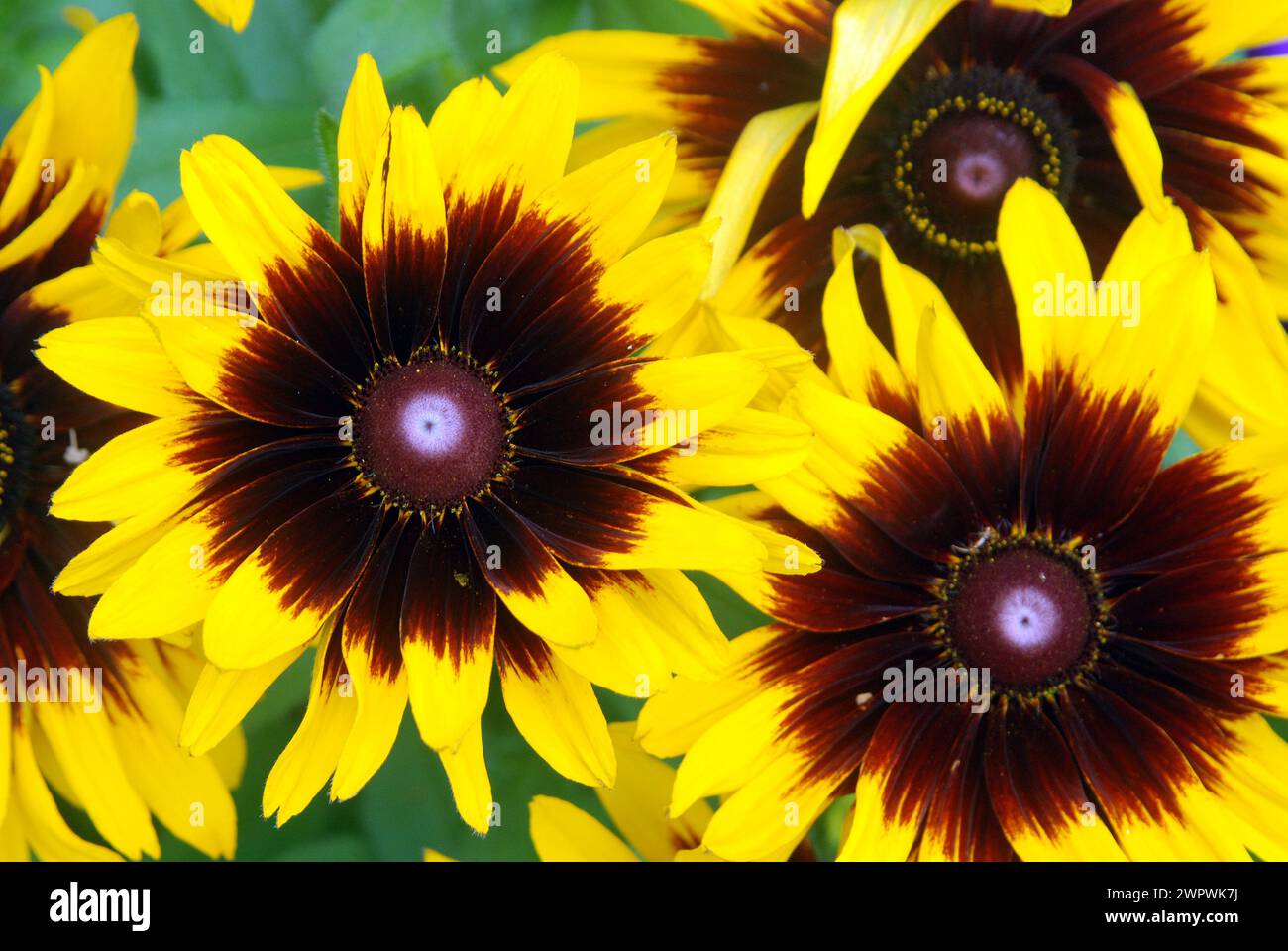 Multiple flower arrangements hi-res stock photography and images - Alamy