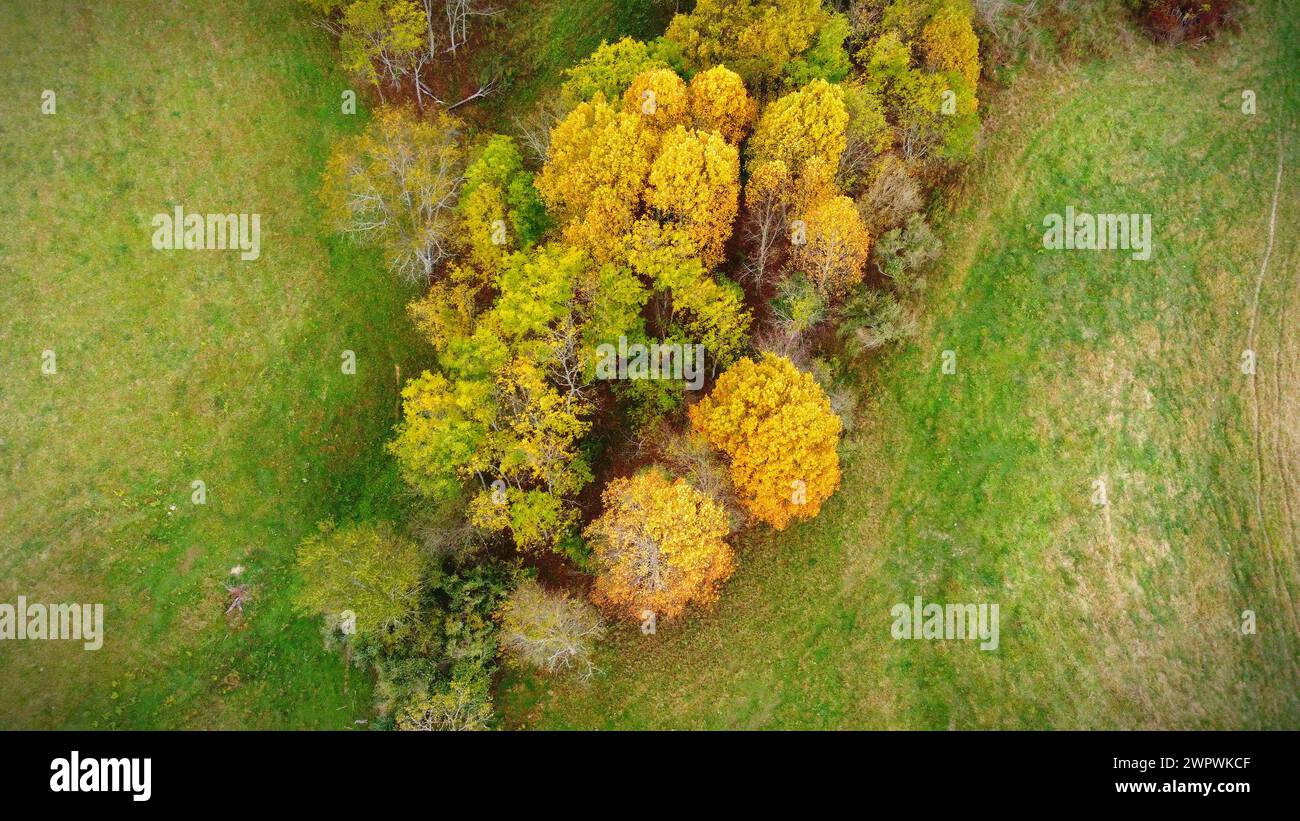 Aerial view of stunning autumn trees in a grassy field Stock Photo - Alamy