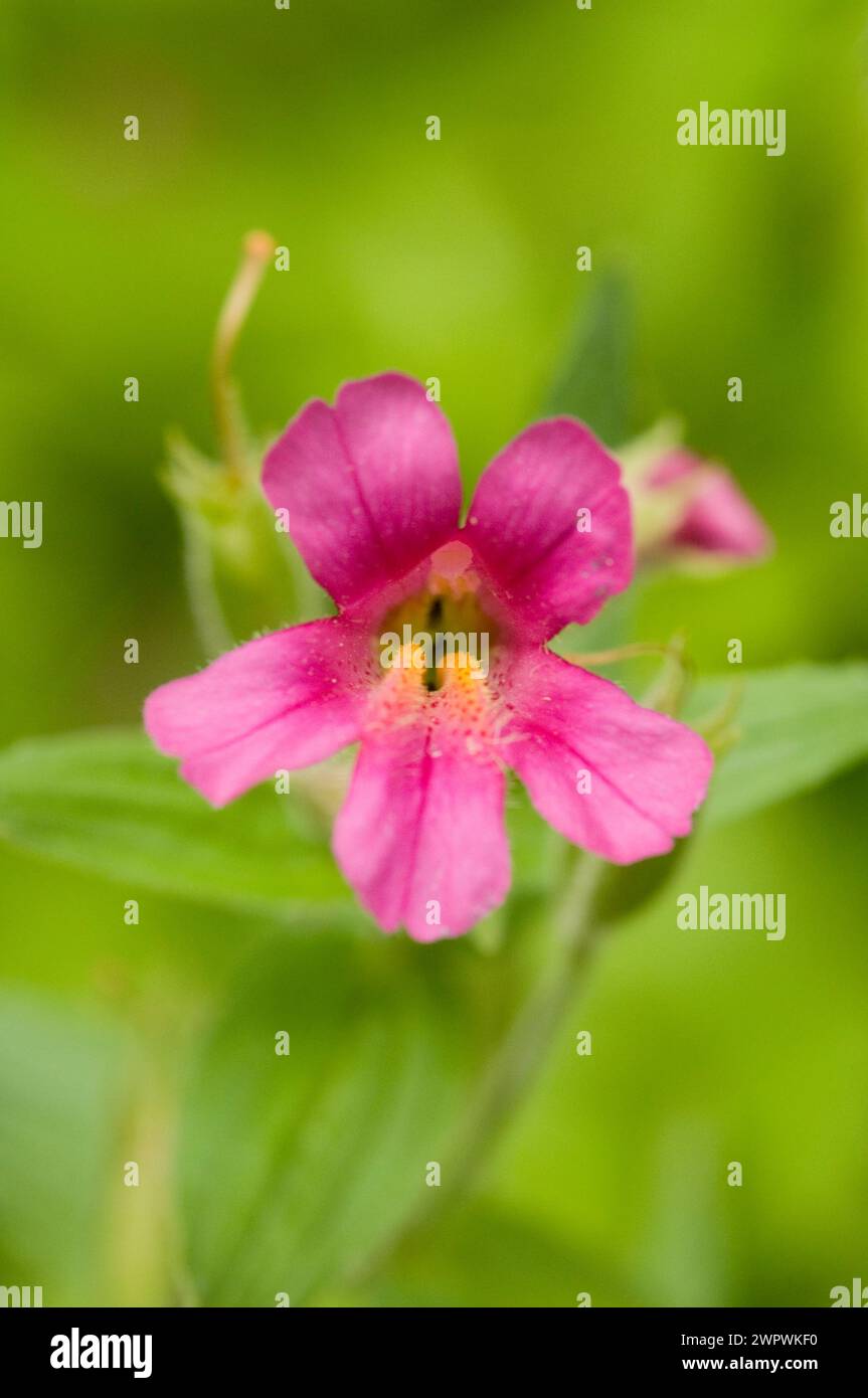 Lewis' Monkeyflower Mimulus lewisii wildflowers blooming along a hiking ...