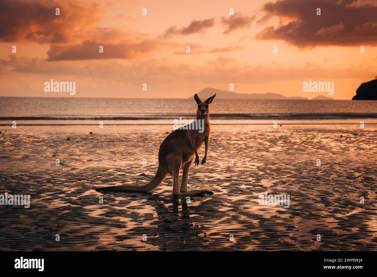 Kangaroo Wallaby at the beach during sunrise in cape hillsborough ...