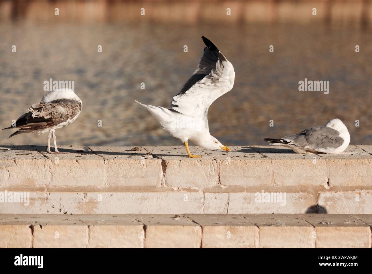 The yellow pores of a pine bolete Suillus collinitus in needle litter ...