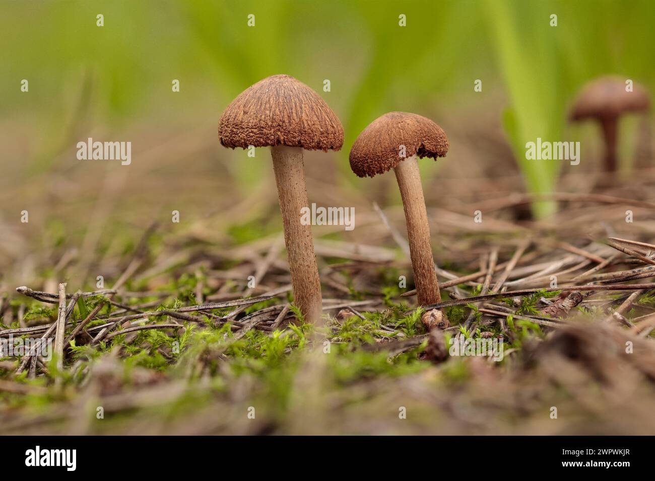 Mature Split fibrecap Pseudosperma rimosum growing in leaf litter of an ...