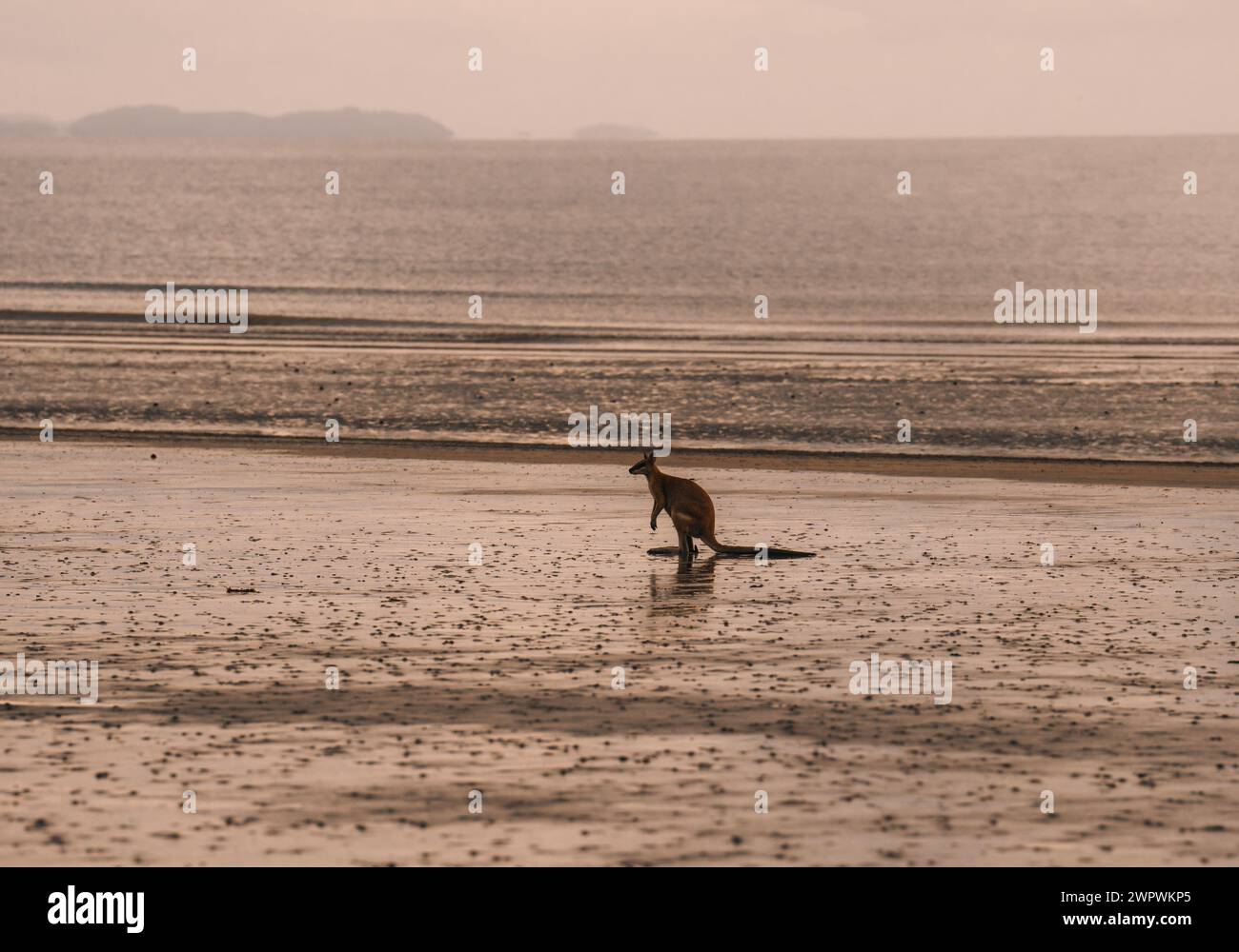 Kangaroo Wallaby at the beach during sunrise in cape hillsborough ...