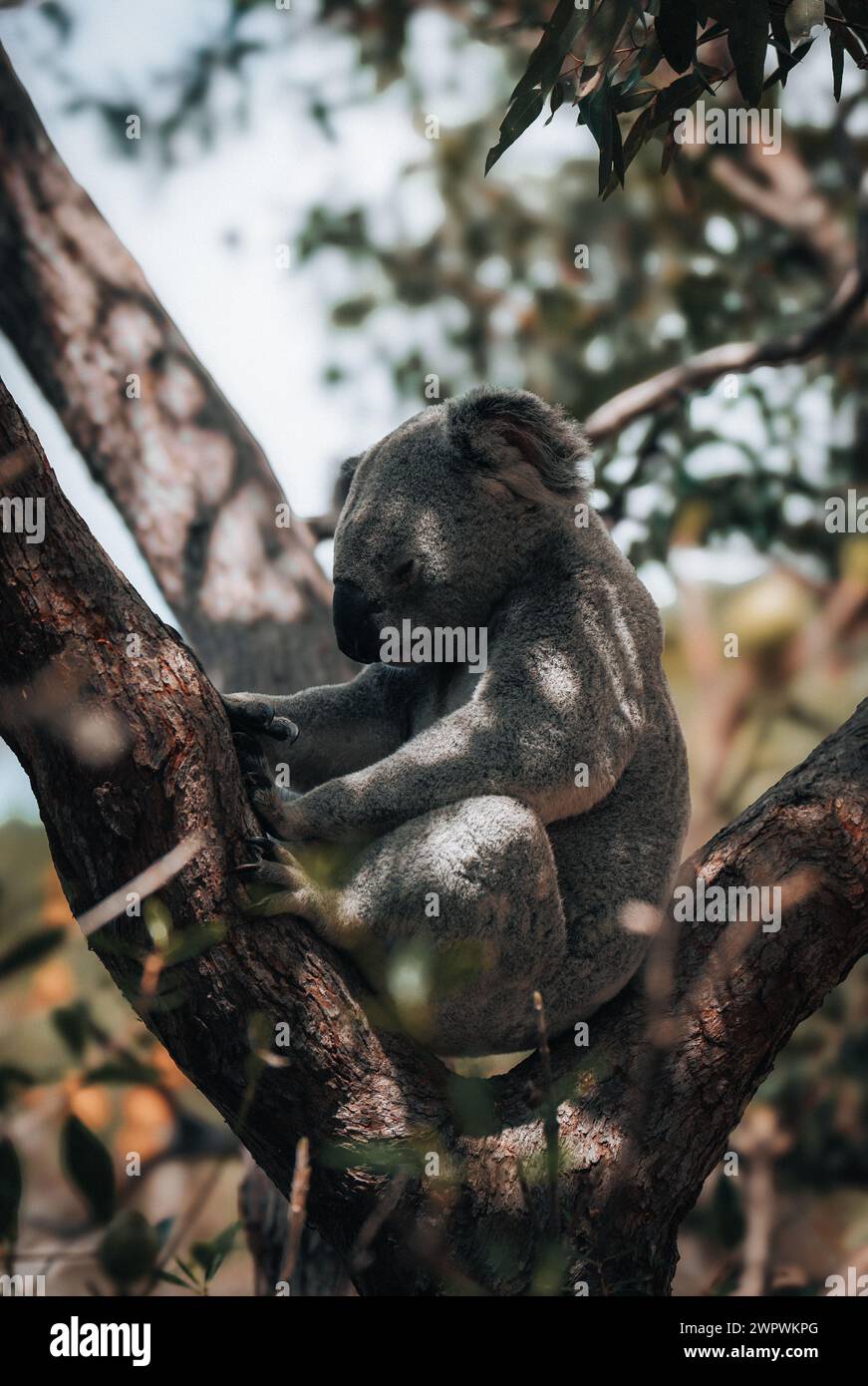 Koala on the smooth bark of a big branch under the leaves of a ...