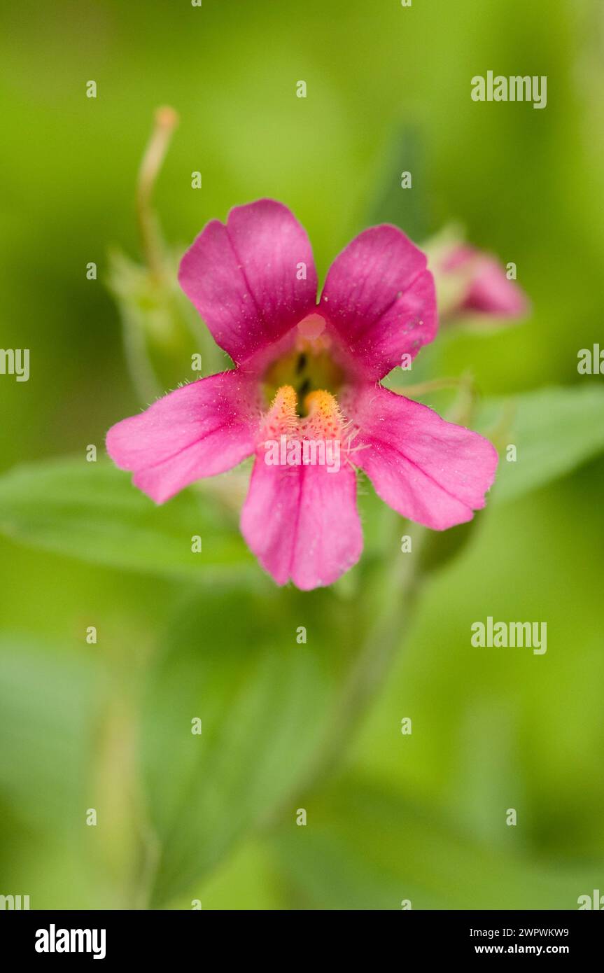 Lewis' Monkeyflower Mimulus lewisii wildflowers blooming along a hiking ...
