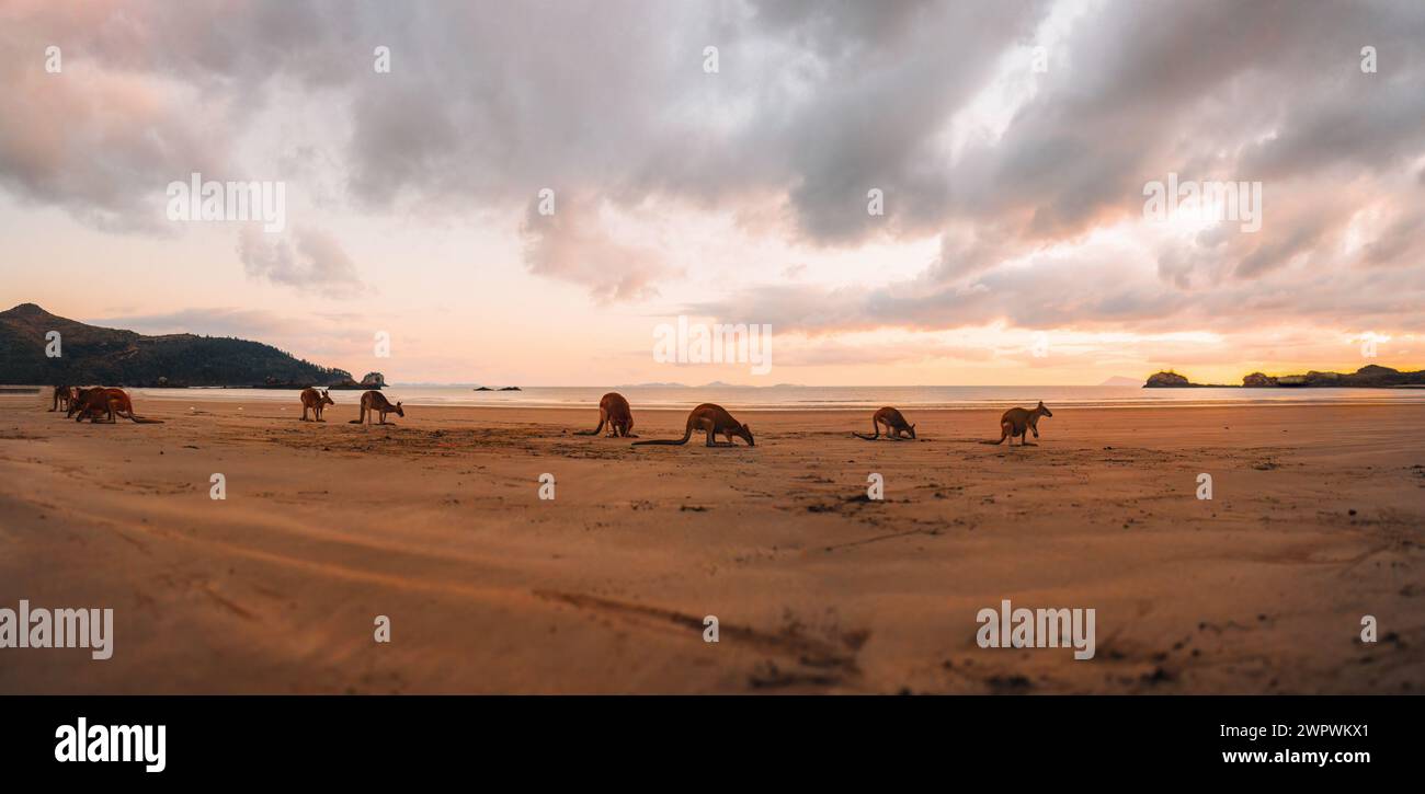 Kangaroo Wallaby at the beach during sunrise in cape hillsborough ...