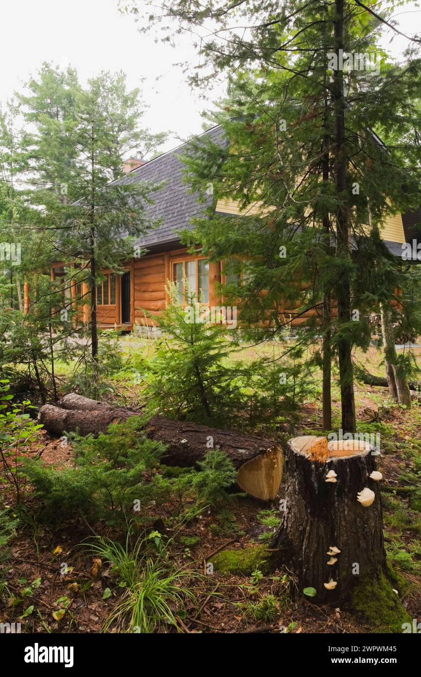Log cabin home with yellow clapboard cladding, dark grey nuanced ...
