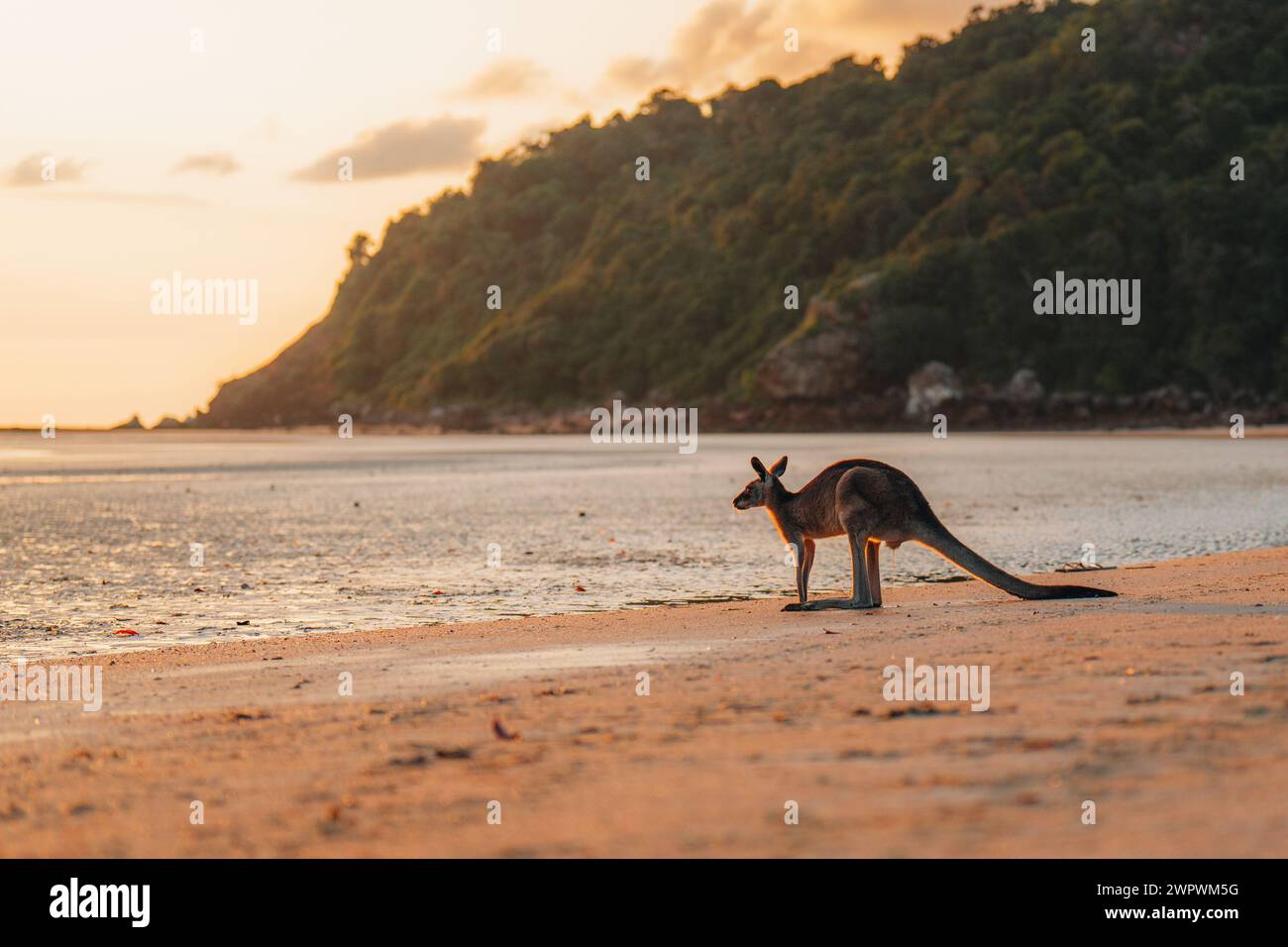 Kangaroo Wallaby at the beach during sunrise in cape hillsborough ...