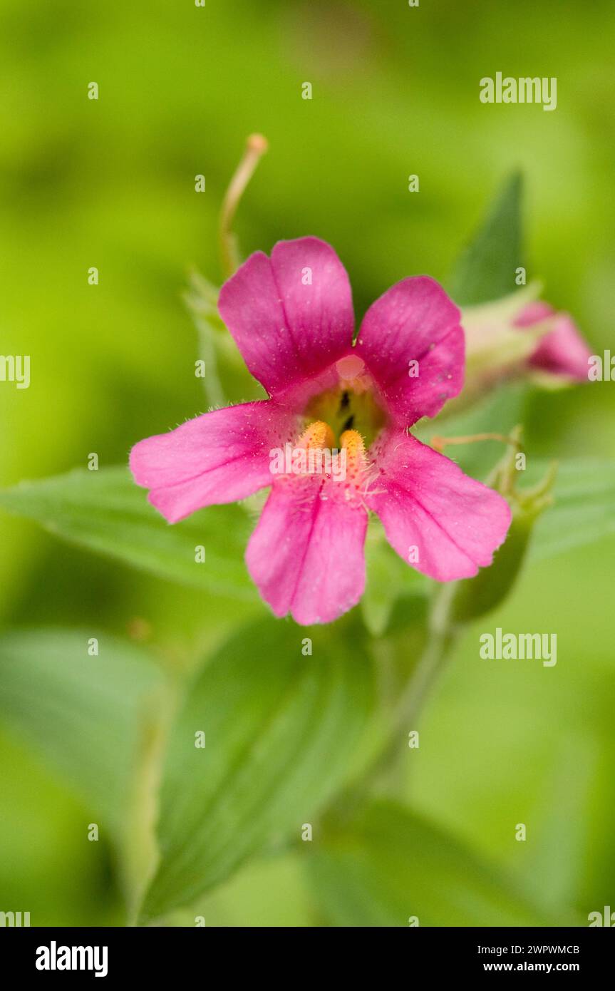 Lewis' Monkeyflower Mimulus lewisii wildflowers blooming along a hiking ...