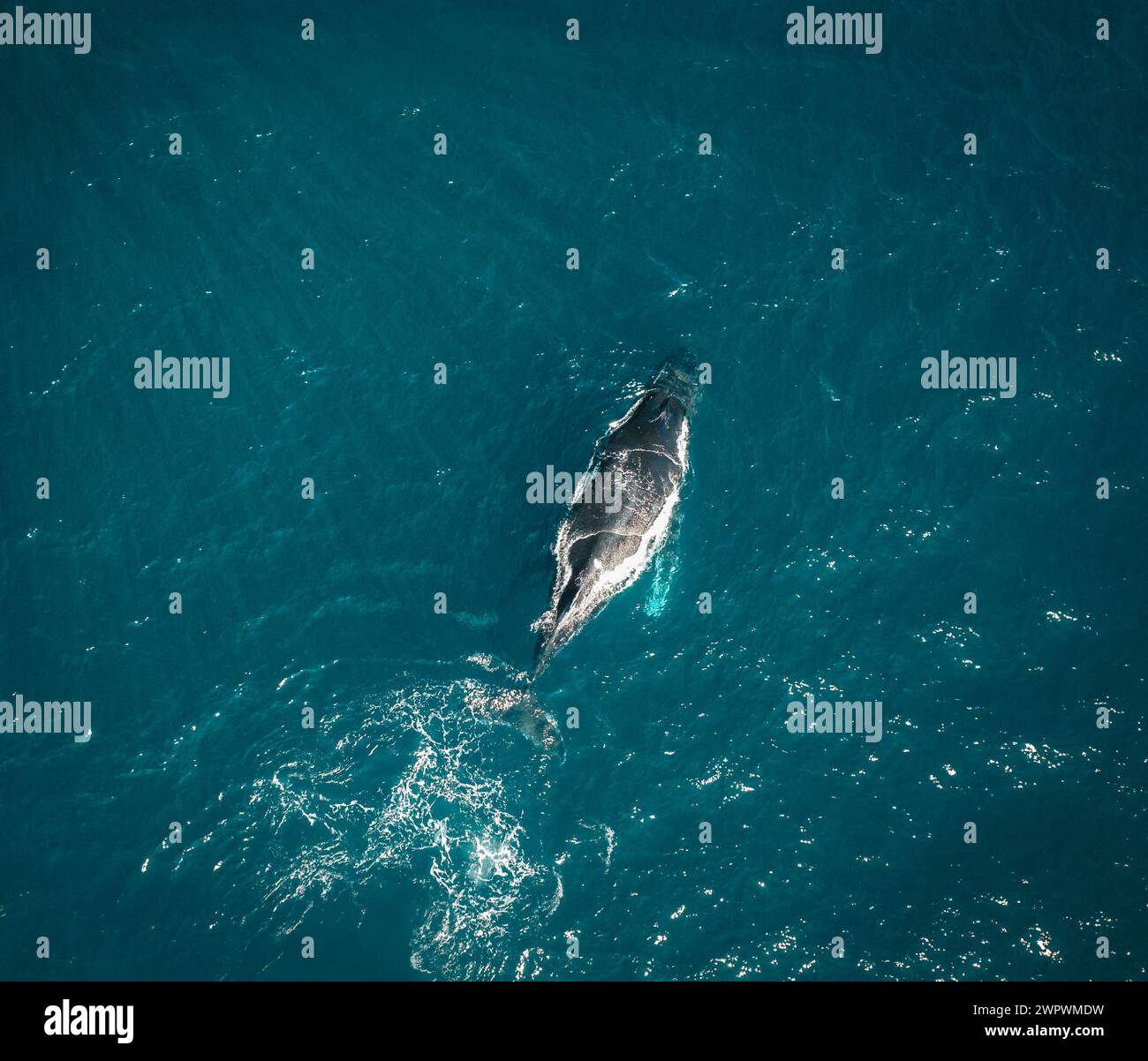 Blue whale calf aerial hi-res stock photography and images - Alamy