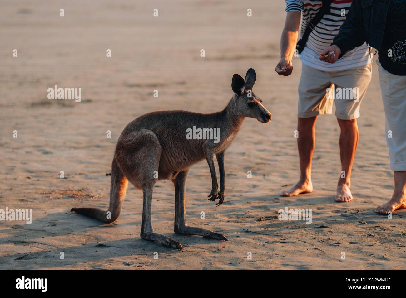 Kangaroo Wallaby at the beach during sunrise in cape hillsborough ...