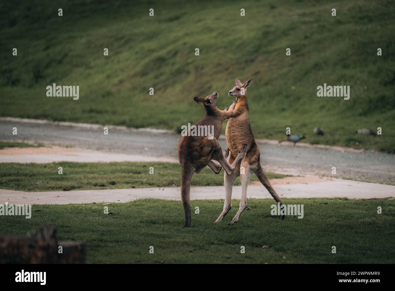 Male kangaroos fighting hi-res stock photography and images - Alamy