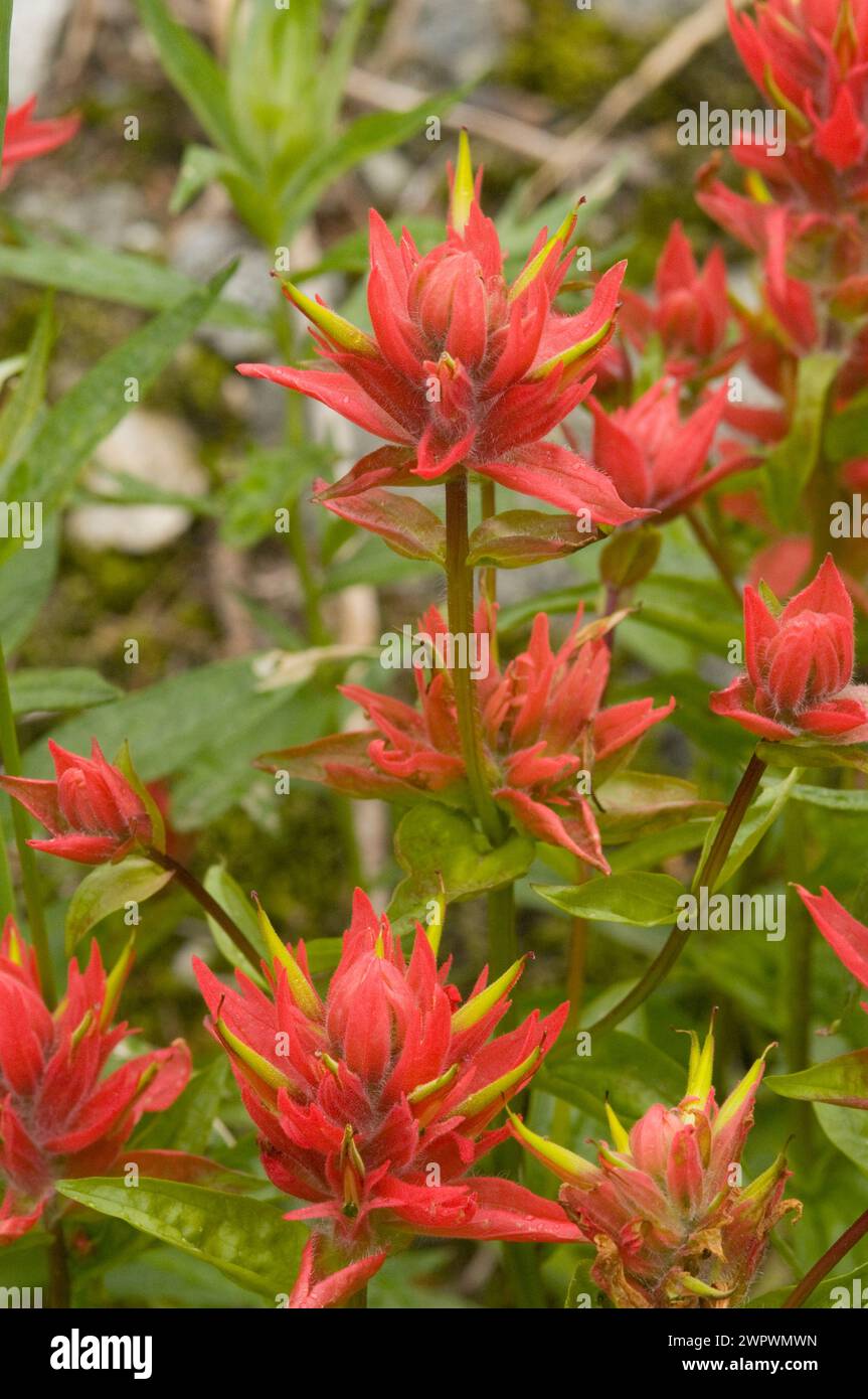 Indian Paintbrush Castilleja miniata wildflowers blooming along a ...