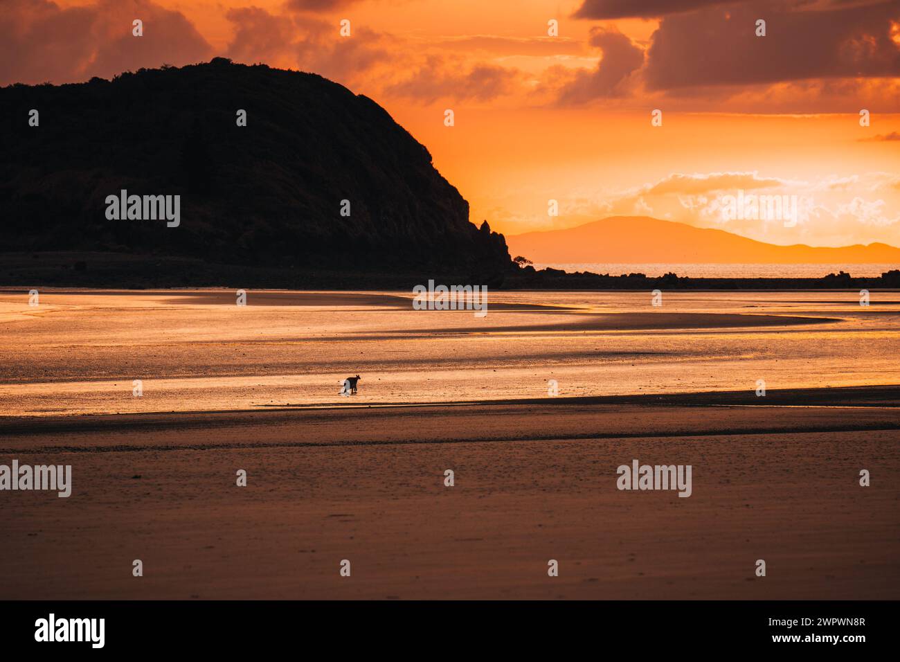 Kangaroo Wallaby at the beach during sunrise in cape hillsborough ...