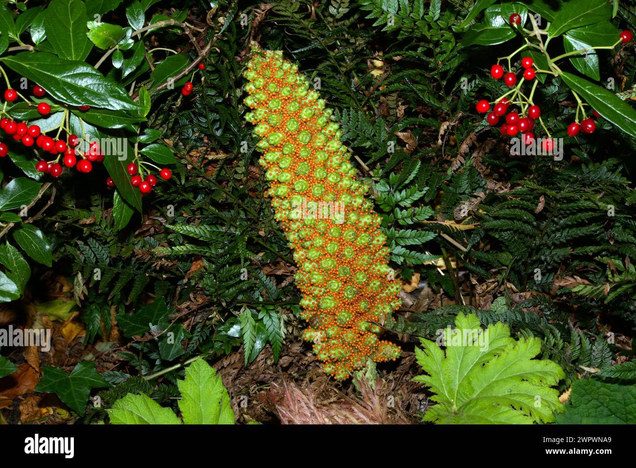 Gunnera cf tinctoria hi-res stock photography and images - Alamy
