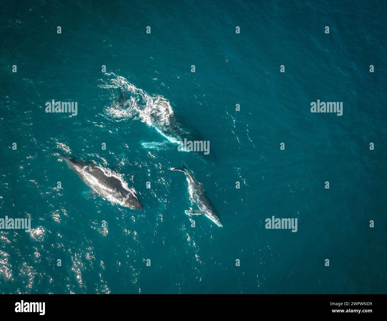 Blue whale calf aerial hi-res stock photography and images - Alamy