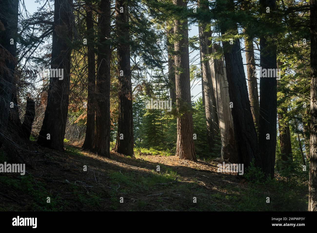 Shadow Turns to Bright Light On The Edge Of A Forest in Yosemite Stock ...