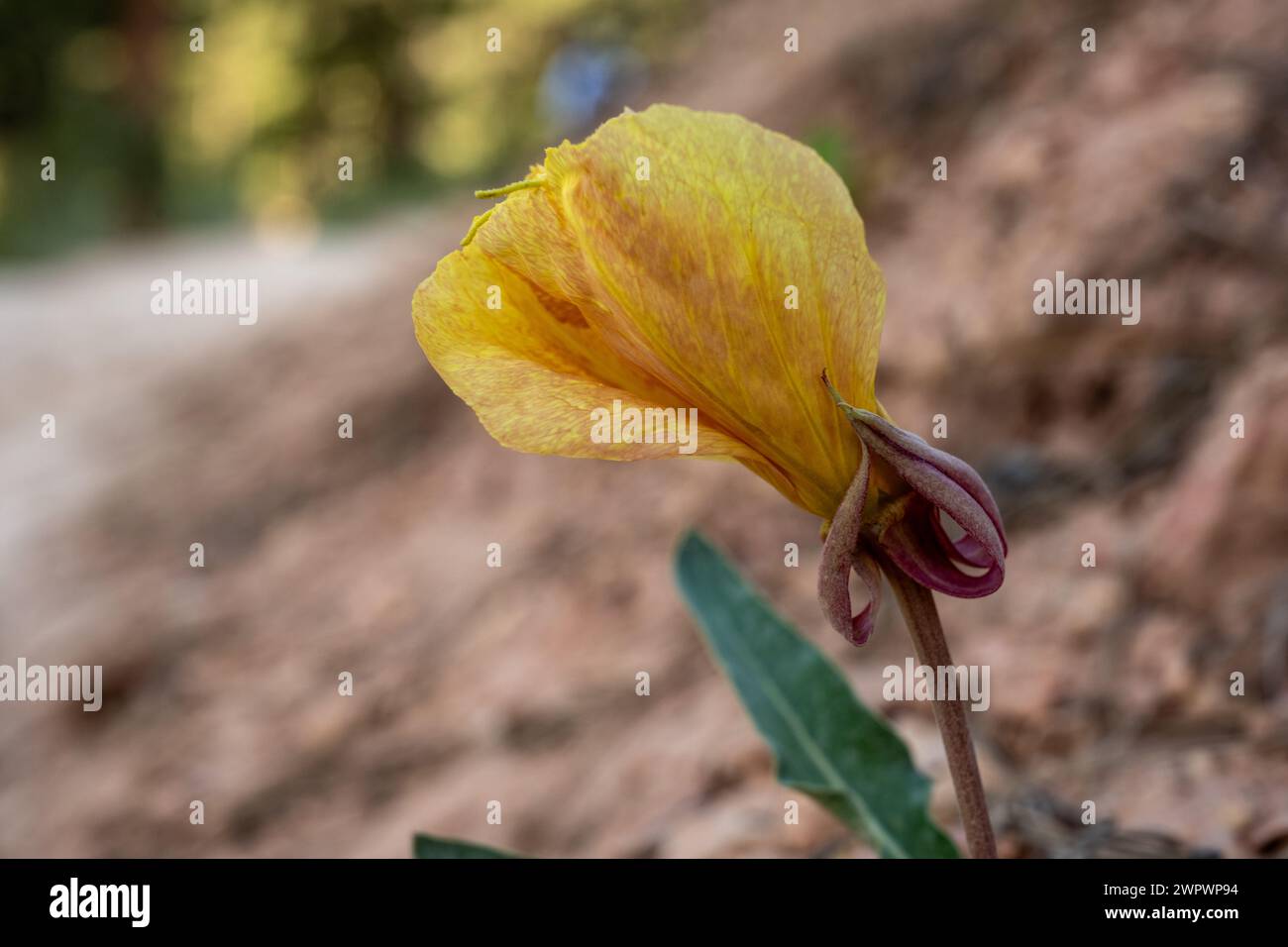 Side View of Utah Birds Foot Trefoil Wildflower in Bryce Canyon Stock ...