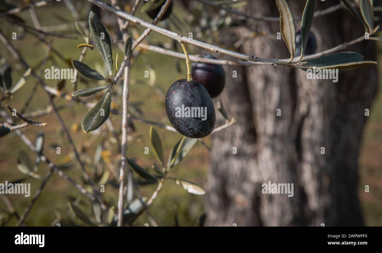 Olive close hi-res stock photography and images - Alamy