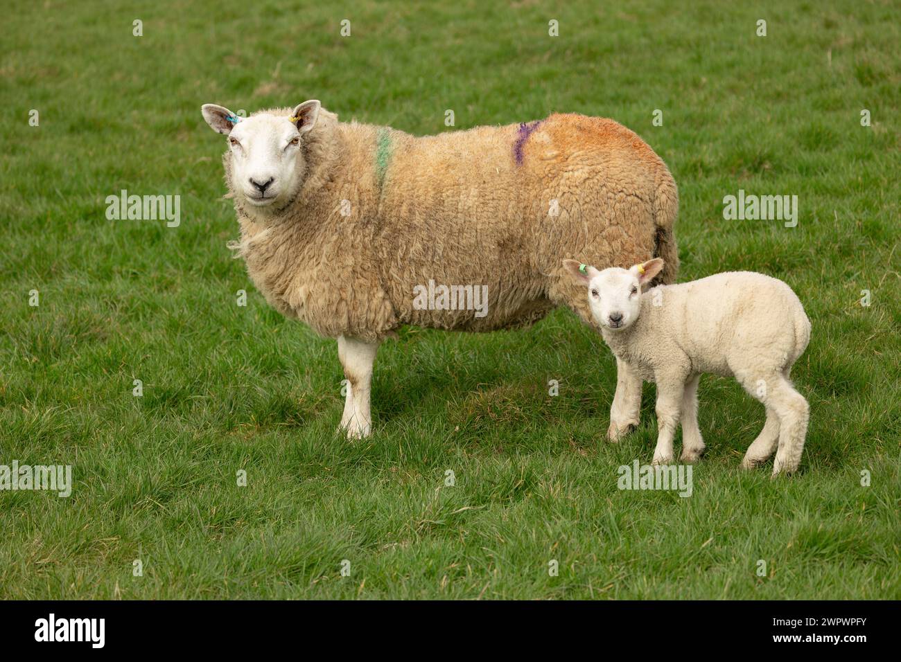 Lambing time in the Yorkshire Dales with one sheep and her young lamb ...