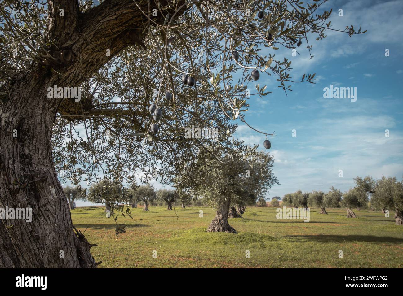 olive trees in the countryside of Alentejo Portugal Stock Photo - Alamy