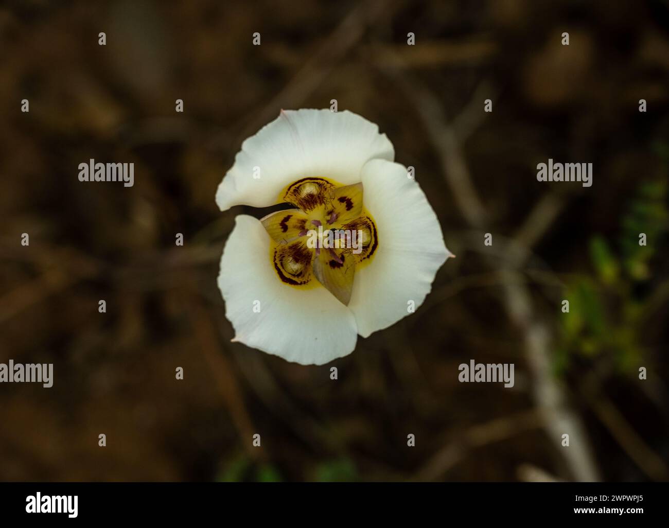 Single Sego Lily Blooms In Spring in Zion National Pak Stock Photo - Alamy