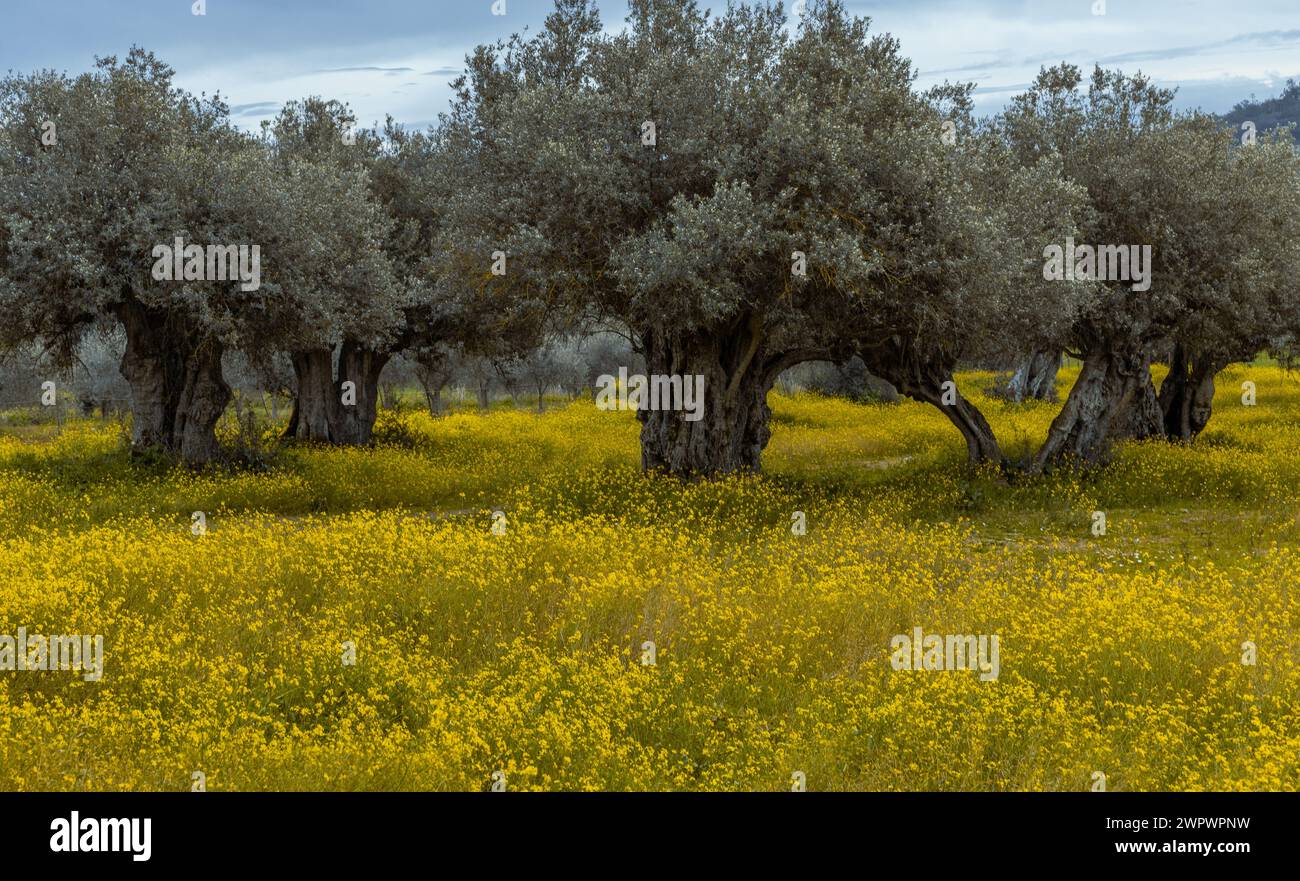 Olive tree in meadow in bloom hi-res stock photography and images - Alamy