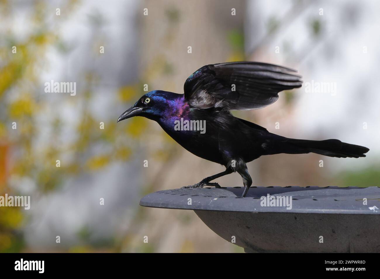 Bird table environment hi-res stock photography and images - Alamy