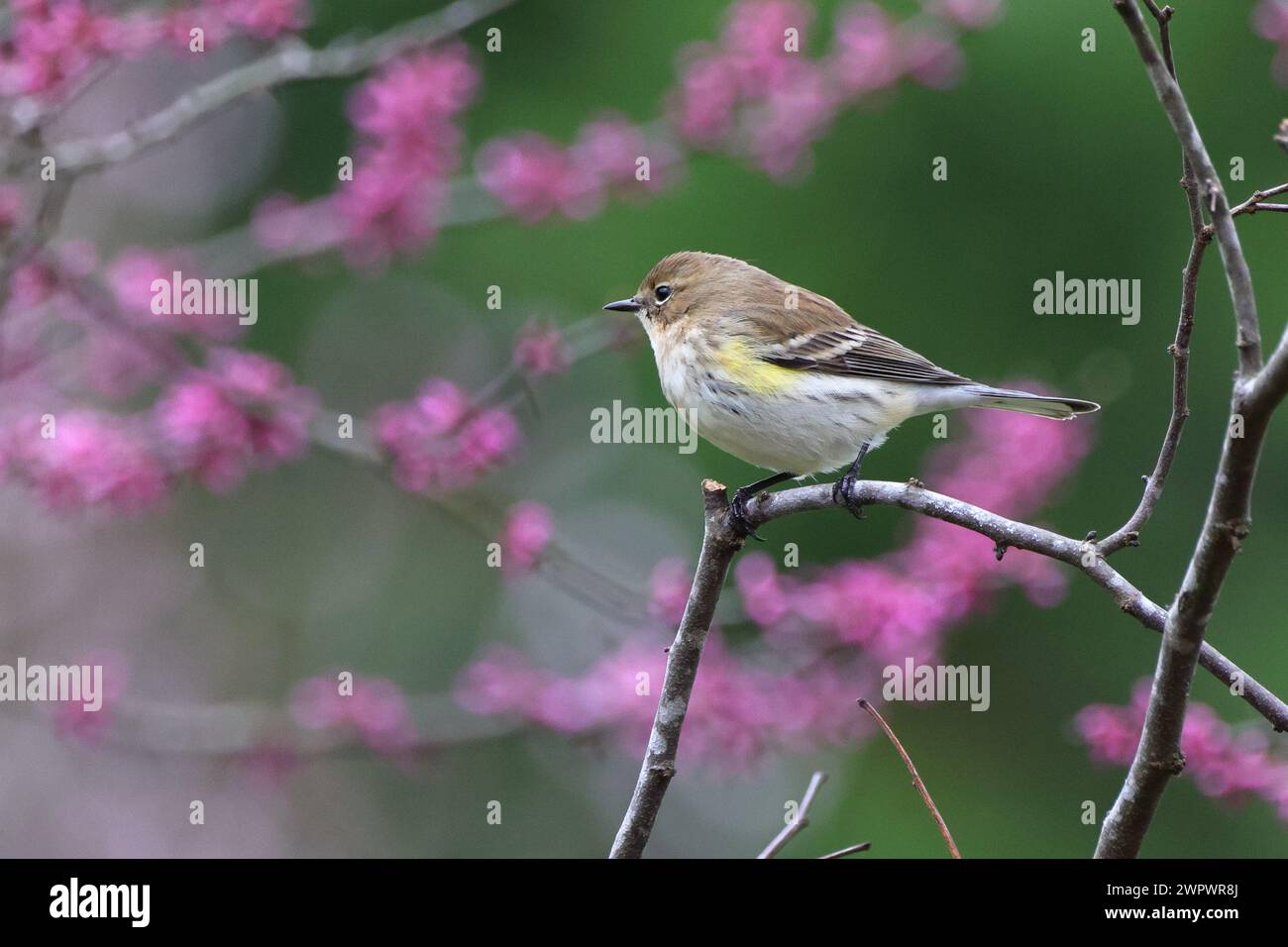 A bird sits on a branch tip with pink flowers Stock Photo - Alamy